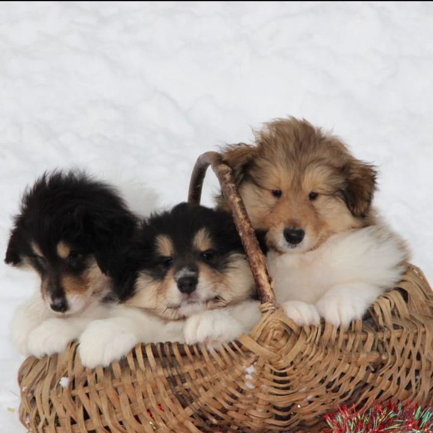 Щенки колли