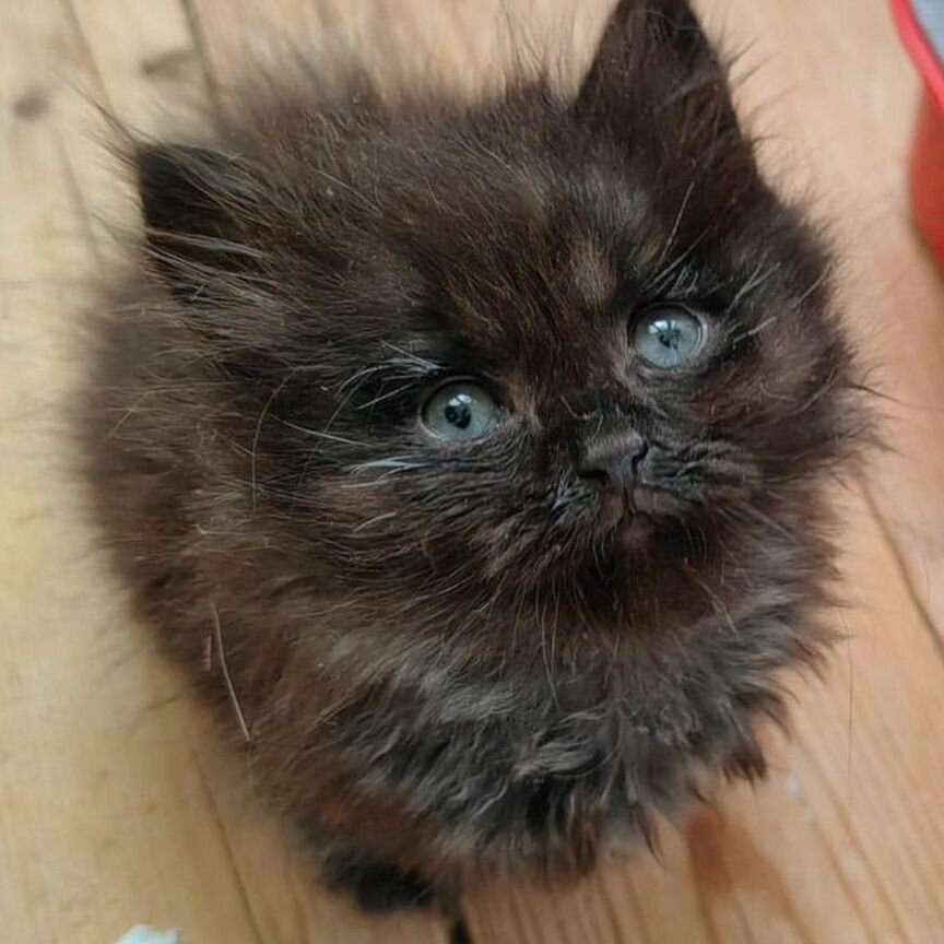 Котята мальчики в самые добрые руки
