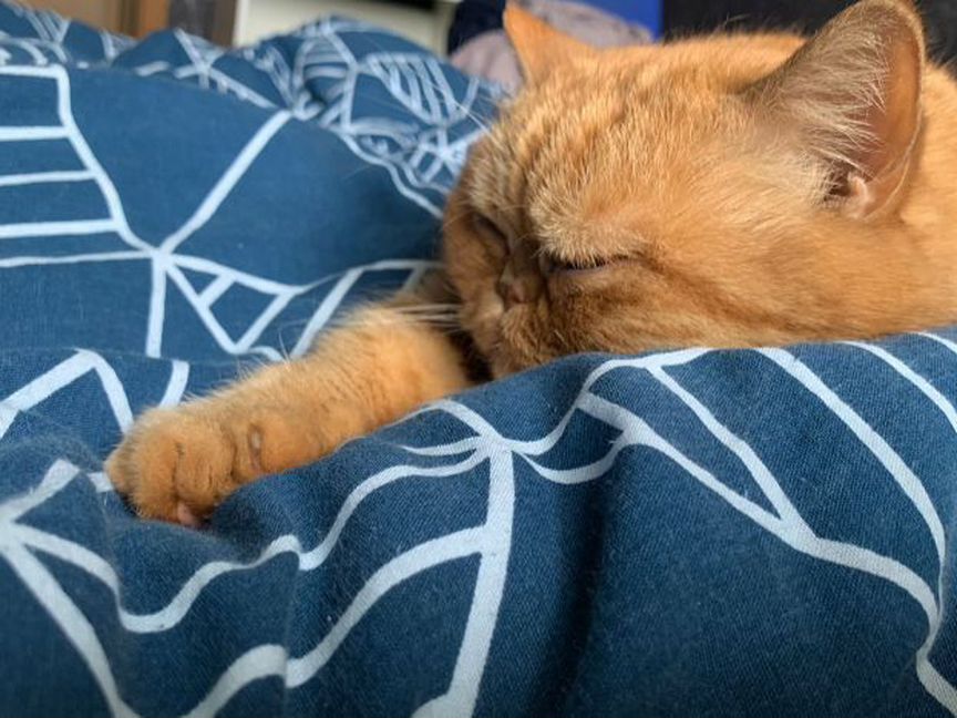 Кот Бесплатно