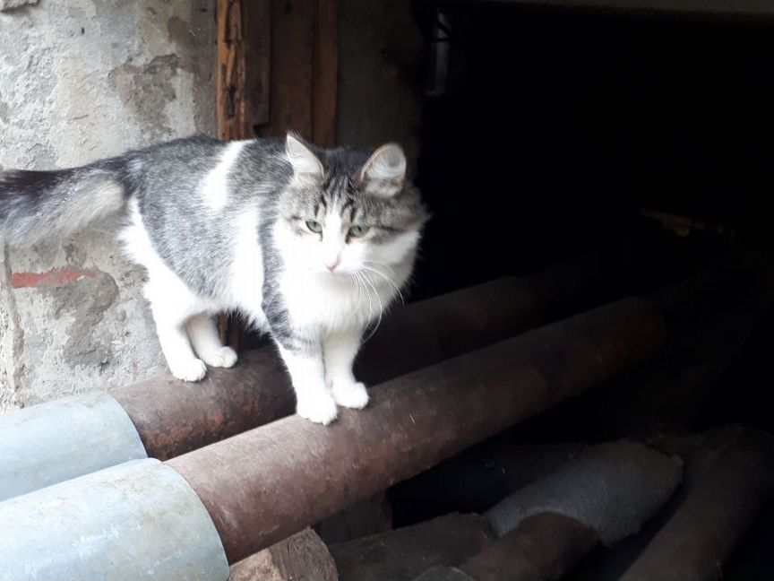 Котик
