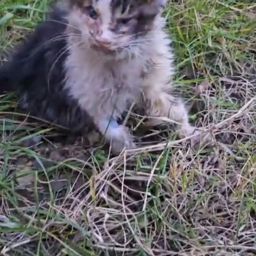 Котёнок