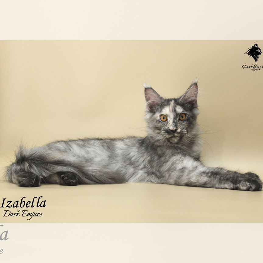 Мейн-кун котёнок