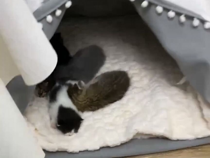 Котята в добрые руки бесплатно