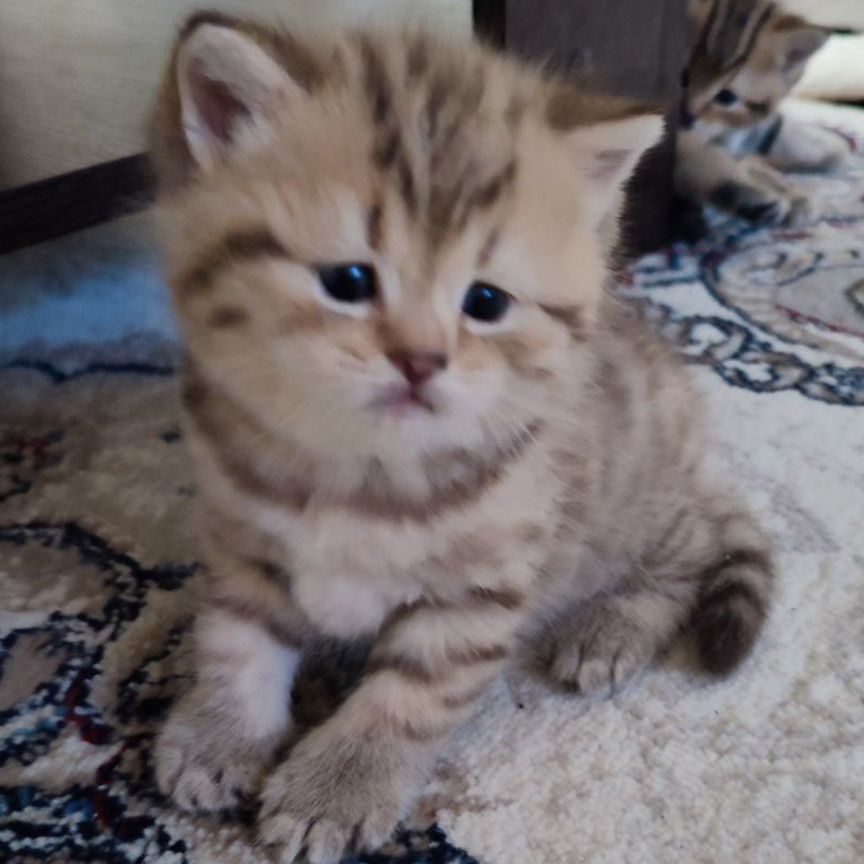 Шотландский вислоухий короткошёрстный котёнок