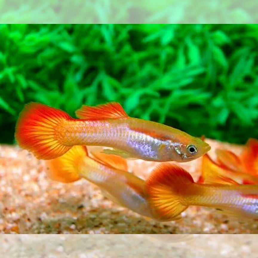 Аквариумные рыбки гупии