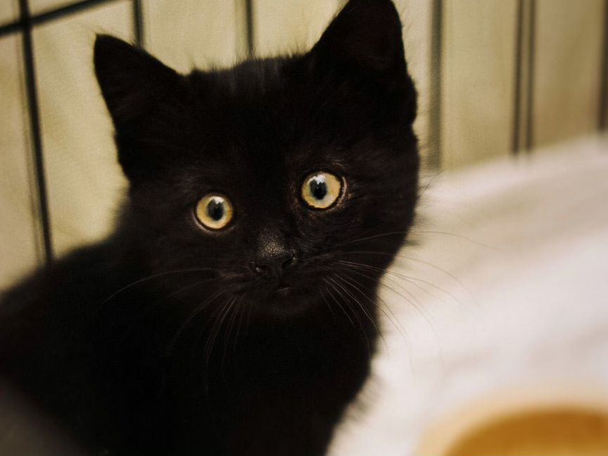 Черные котята ищут дом