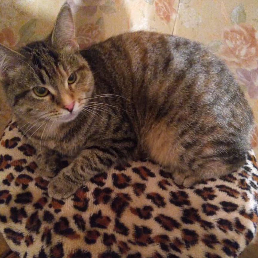 Ласковая воспитанная кошечка 1,5 года