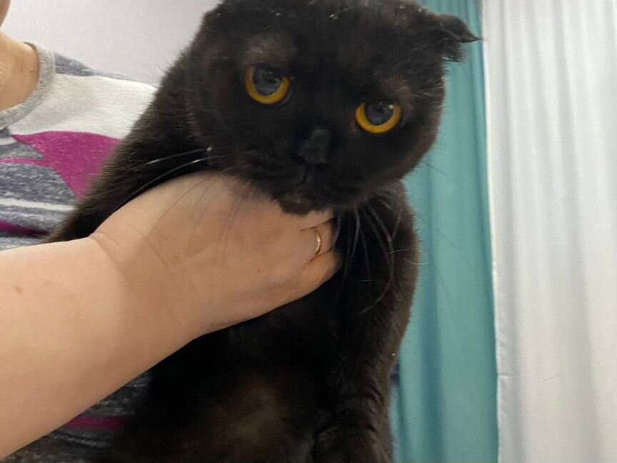 Британская вислоухая кошка