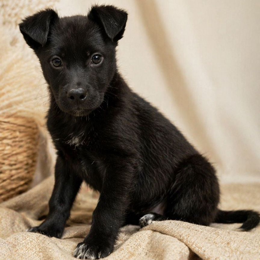 Щенок в добрые руки