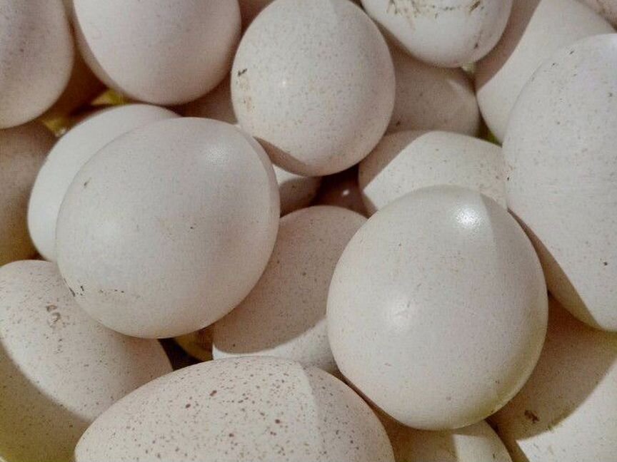 Индюшиное яйцо