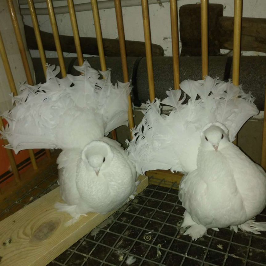 Голуби статные белые