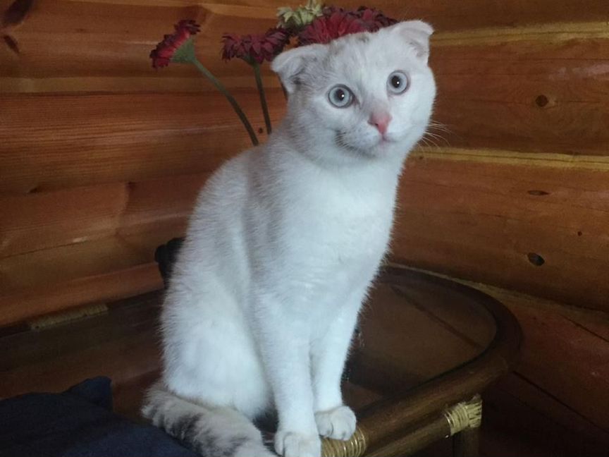 Коты в добрые руки