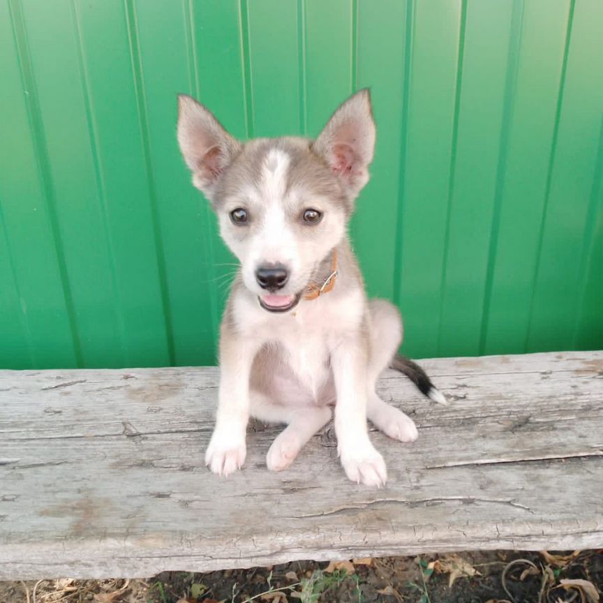 Щенки ищут дом