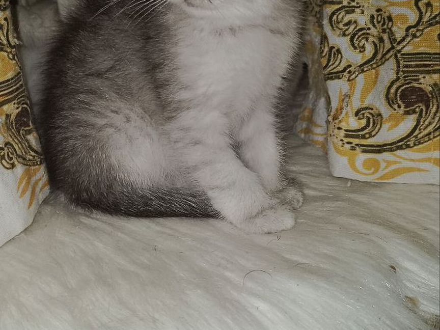 Котята золотая шиншилла