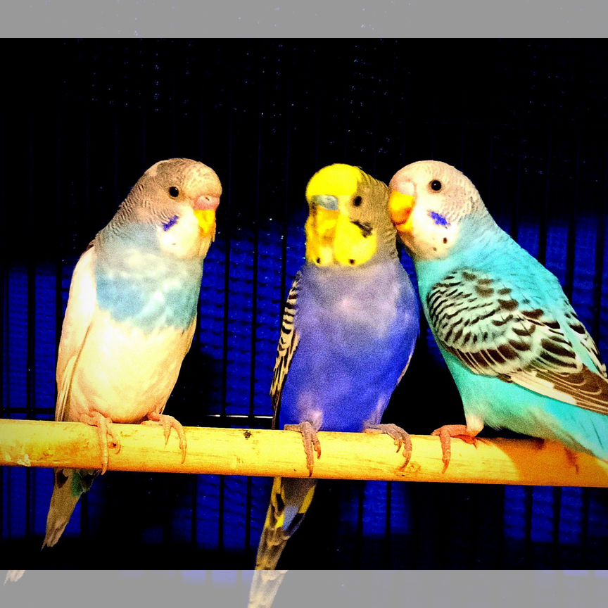 Волнистый попугай птенцы