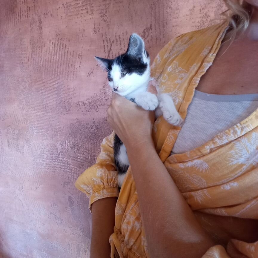 Котенок (мальчик) в заботливые руки