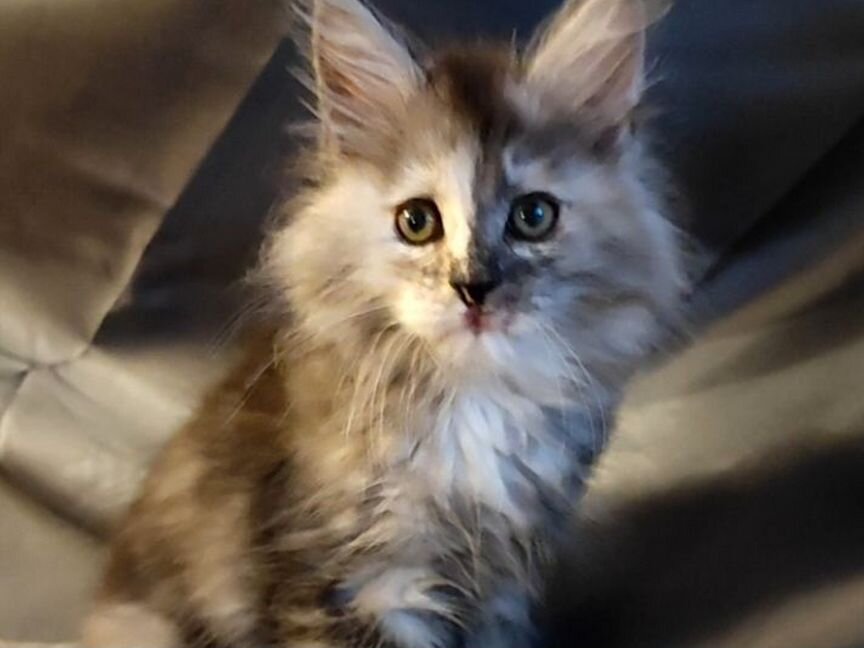 Котята мейн-кун