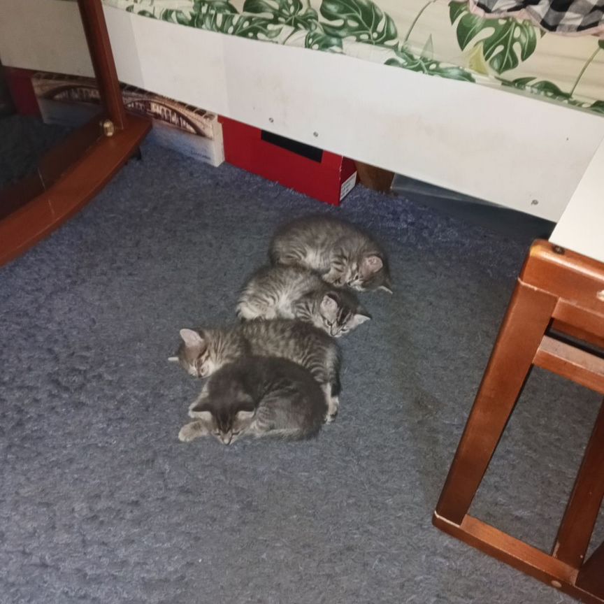 Котятки. Шотландцы