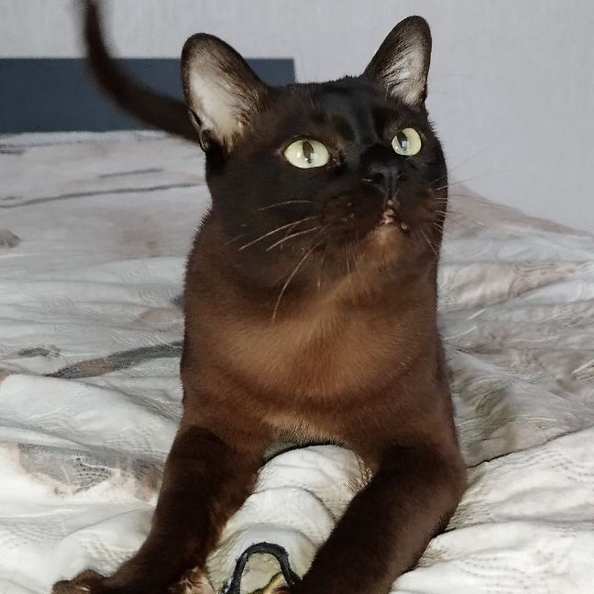 Вязка, котята