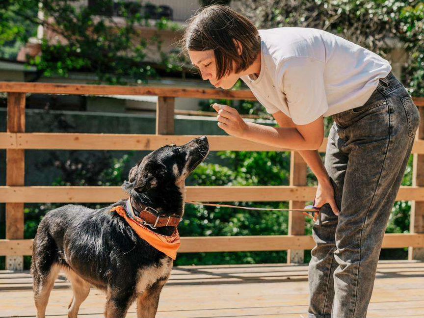 Собака в квартиру в добрые руки