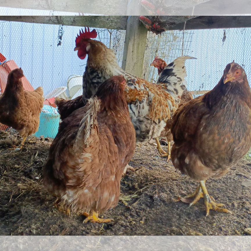 Курочки с петухом