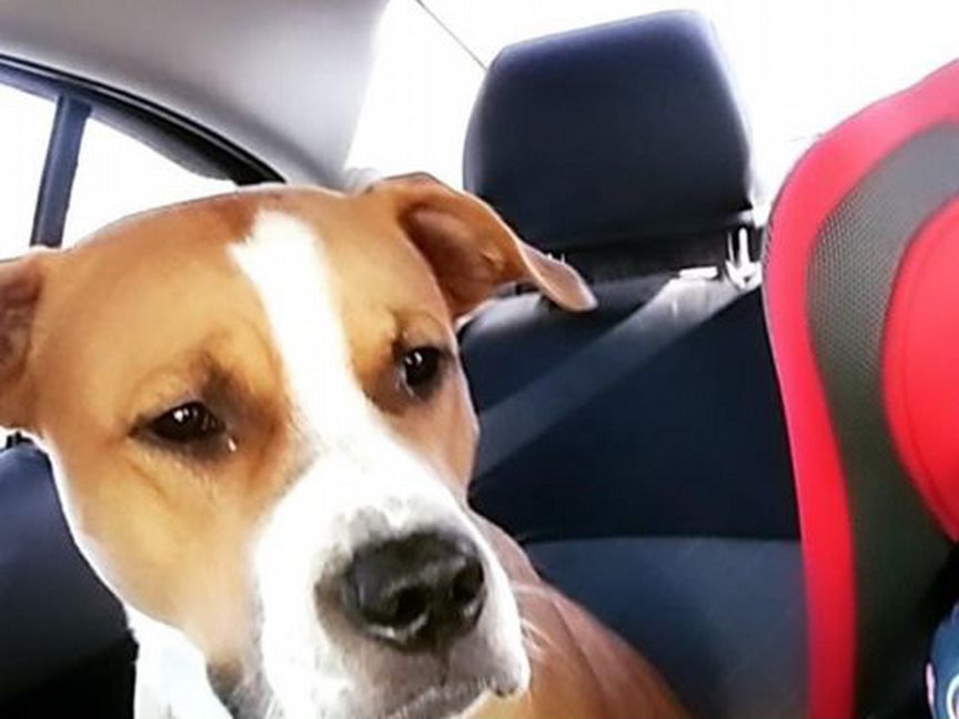 Стаффордширский терьер