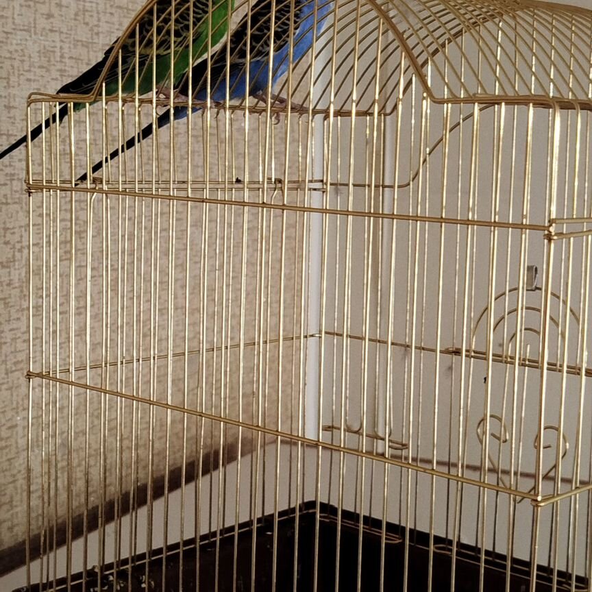 Волнистые попугаи