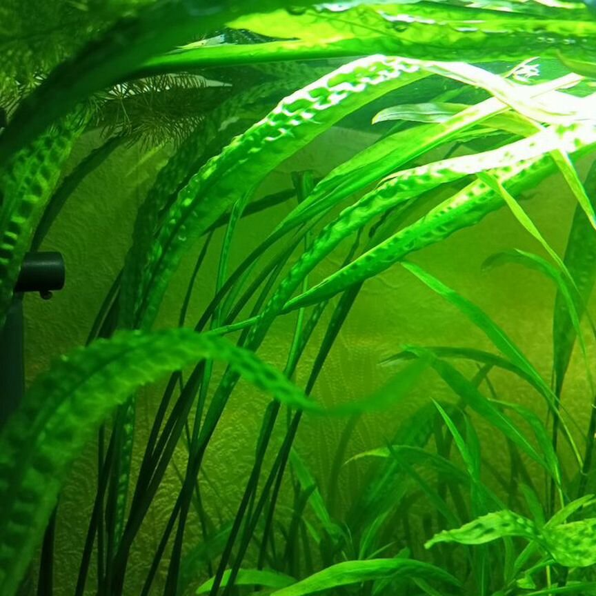 Аквариумное растение криптокорина, роголистник