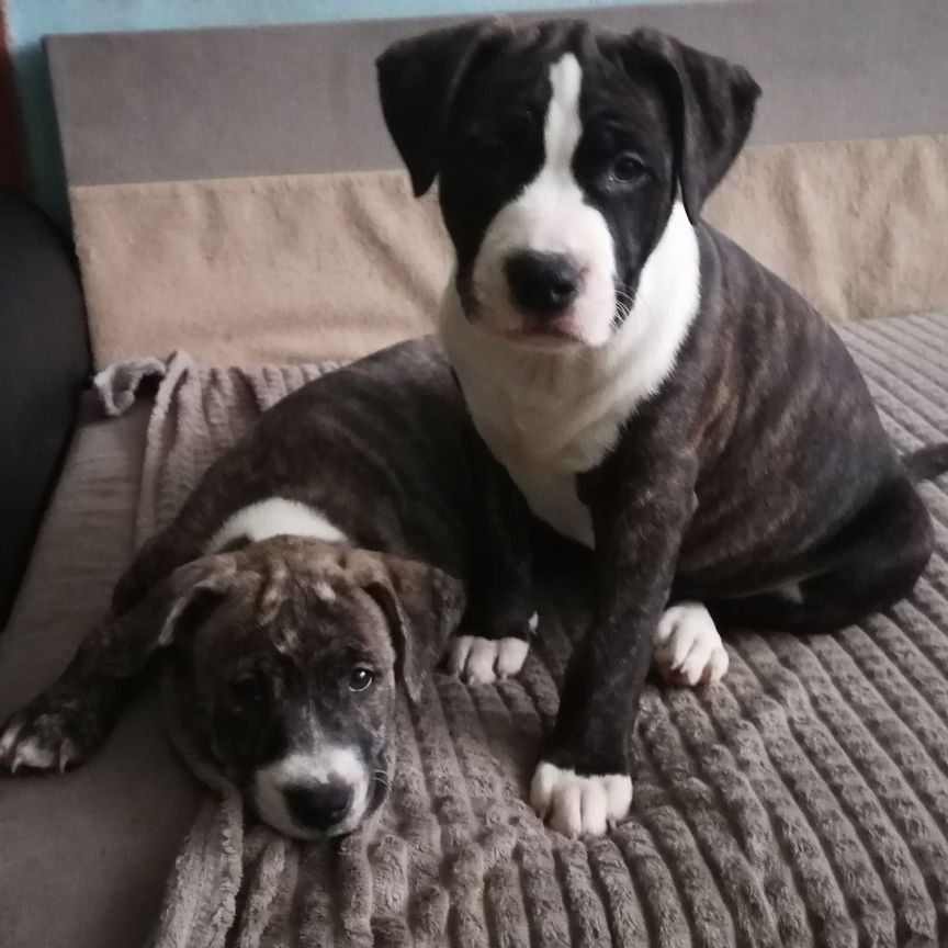 Стаффордширский терьер