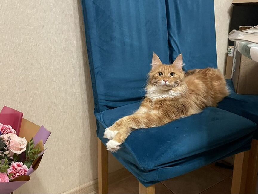 Кошка мейн кун