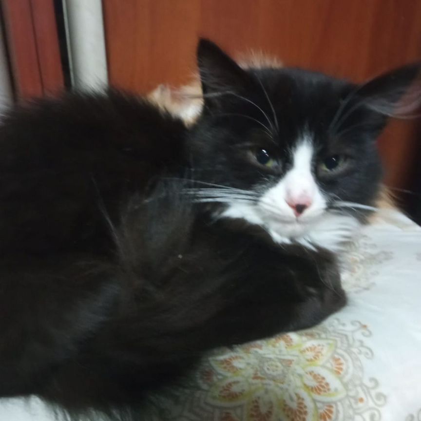 В добрые руки