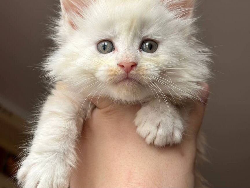 Котята мейн-кун