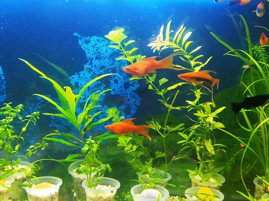 Аквариум 110л, Молли, растения