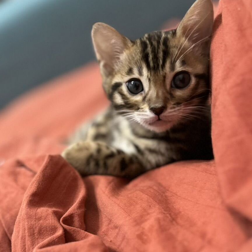 Бенгальская кошка