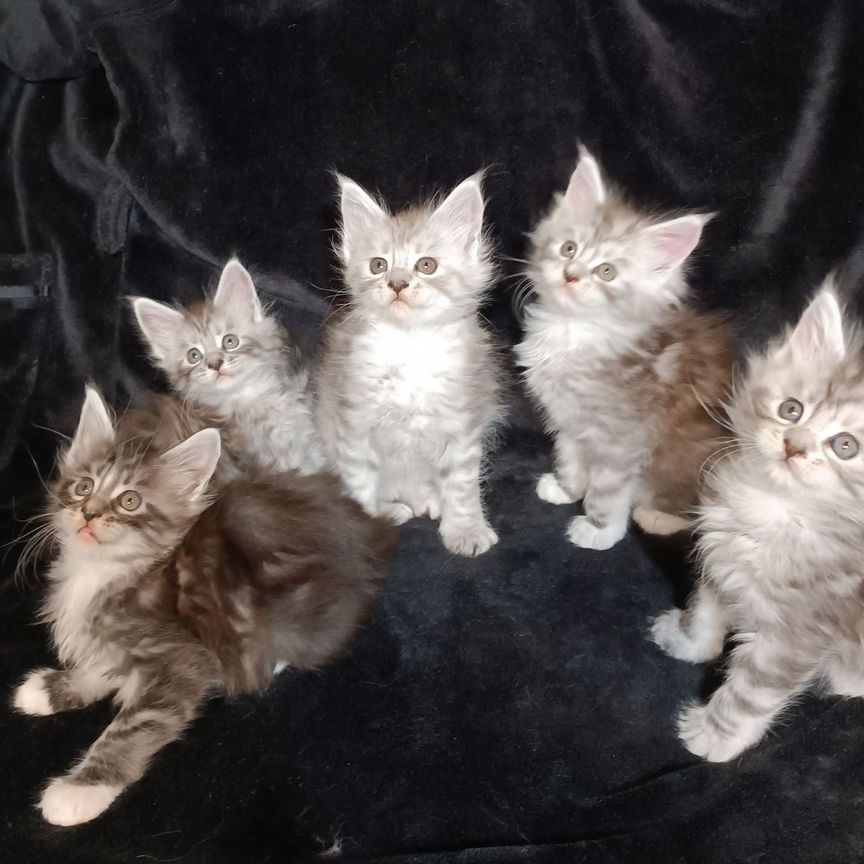 Котята мейн-кун