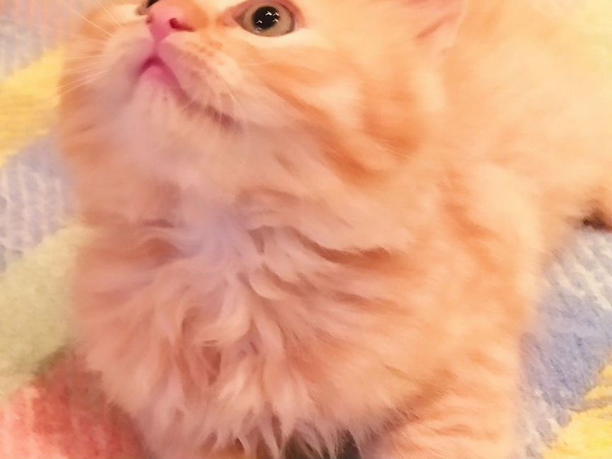 Котята шотландцы