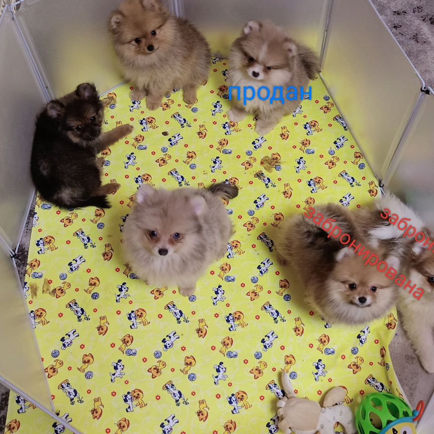 Щенки шпица мальчики и девочки