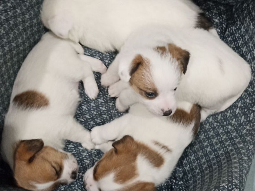 Щенки джек рассел терьер брокен