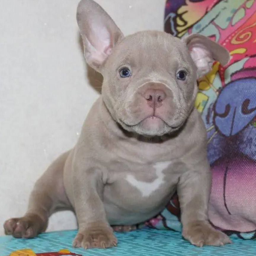 Американский булли, щенок