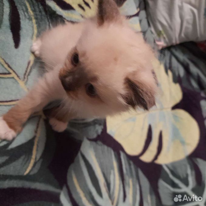 Котики любящие смотреть мультики