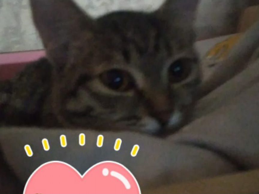 Кошка