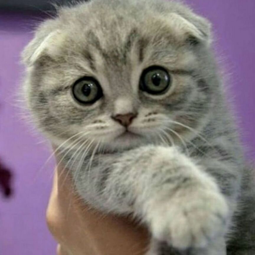 Вислоушки) супер плюшевые