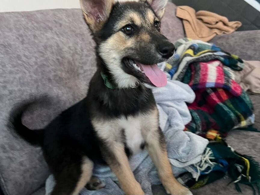 Морошка, домашний щенок 4,5 месяца