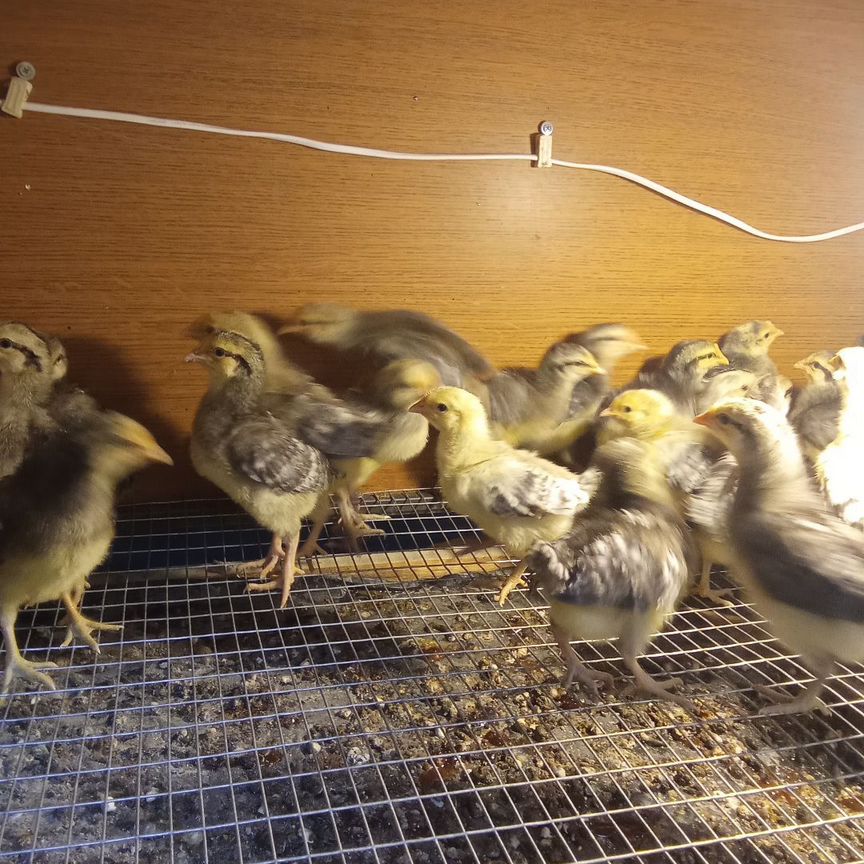Цыплята суточные, месячные