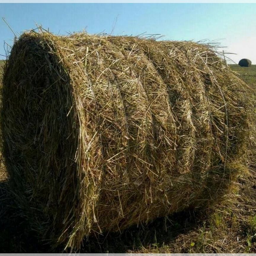 Сено в тюках