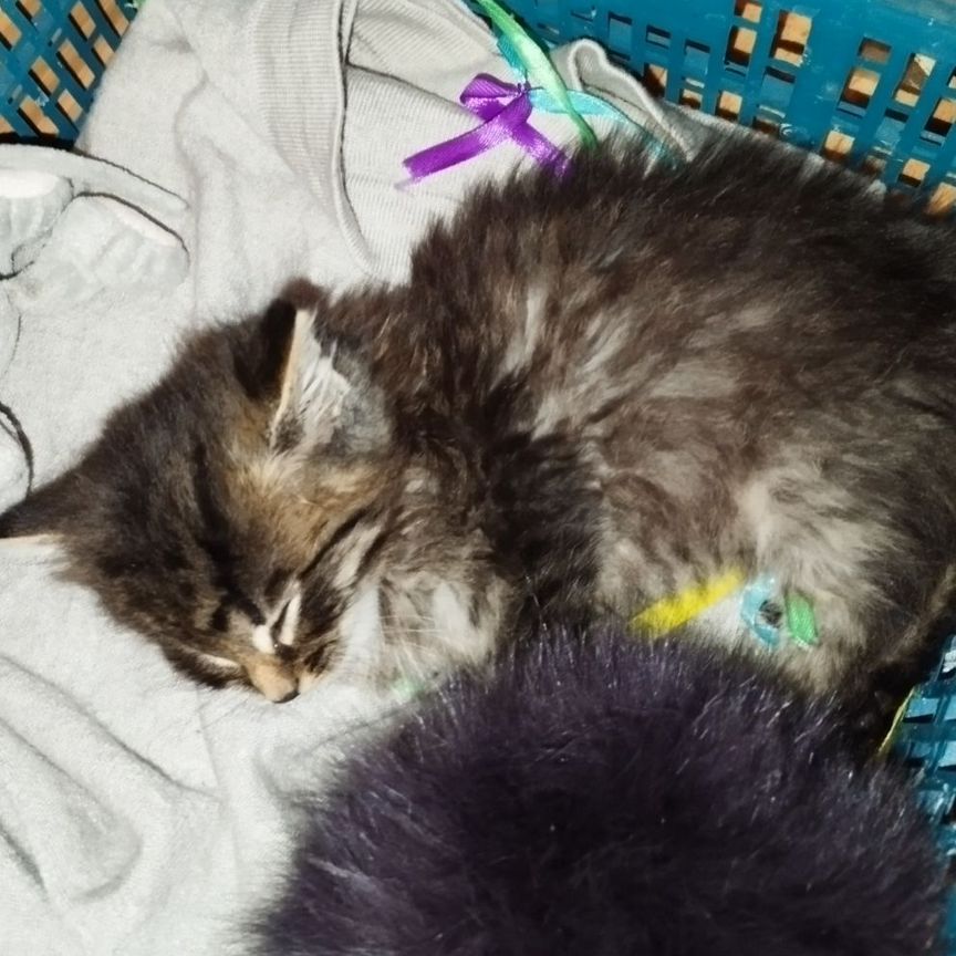 Котенок мальчик