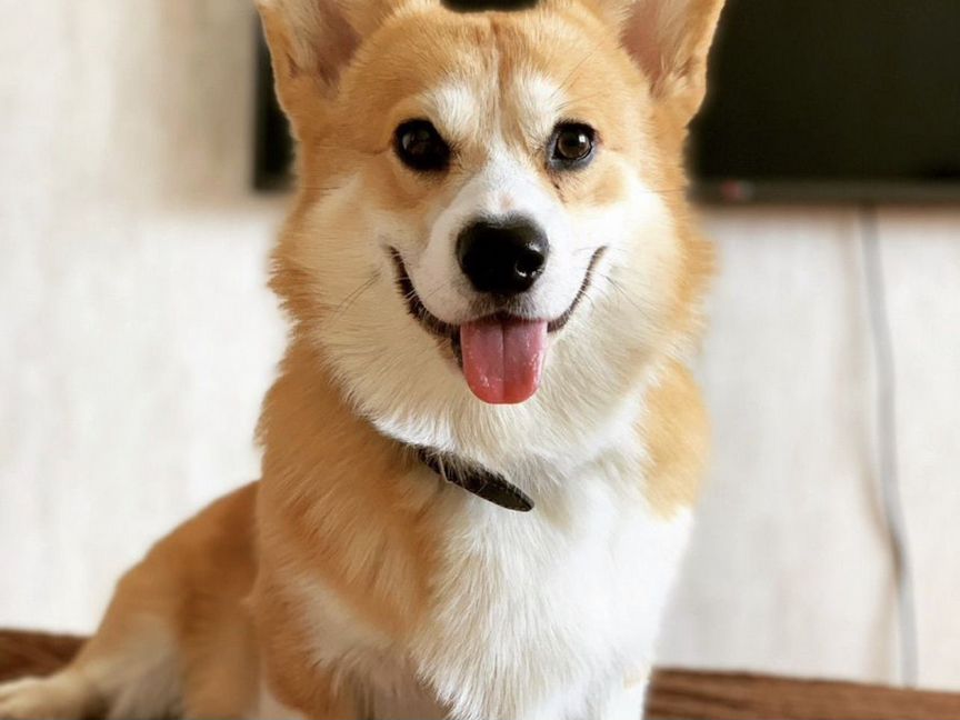 Вязка вельш-корги