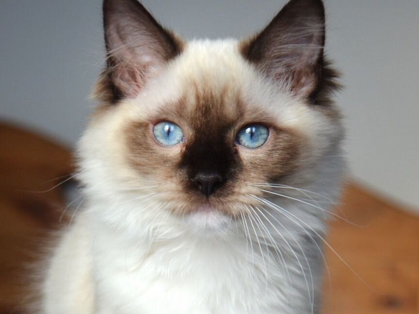 Прекрасный мальчик сил миттед