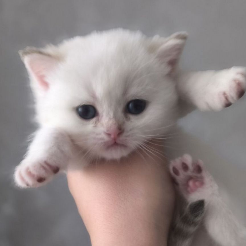 Британский короткошёрстный котёнок