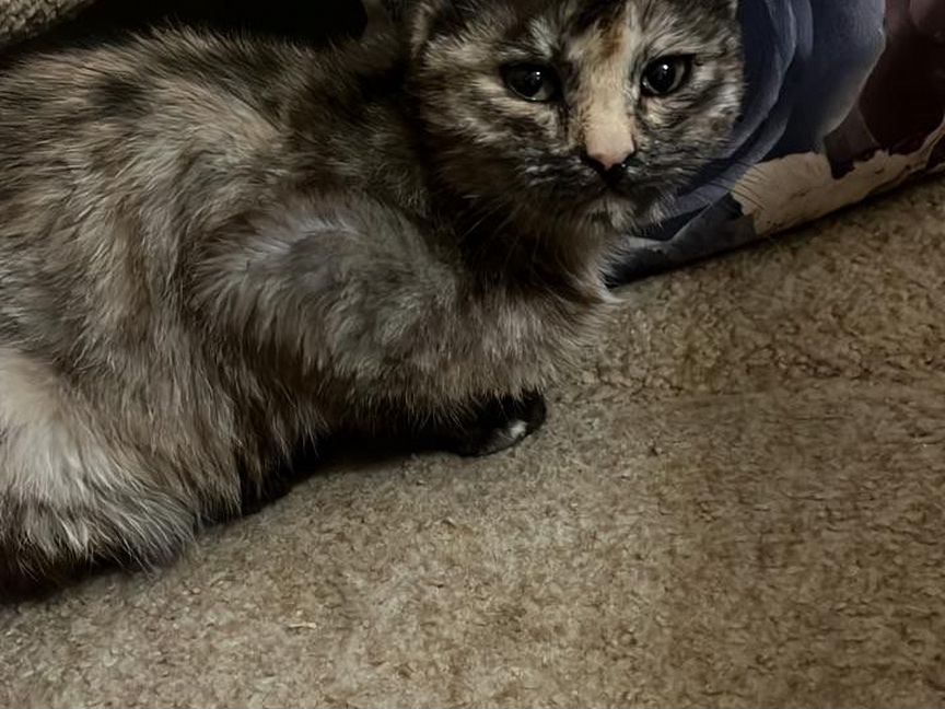 Кошка